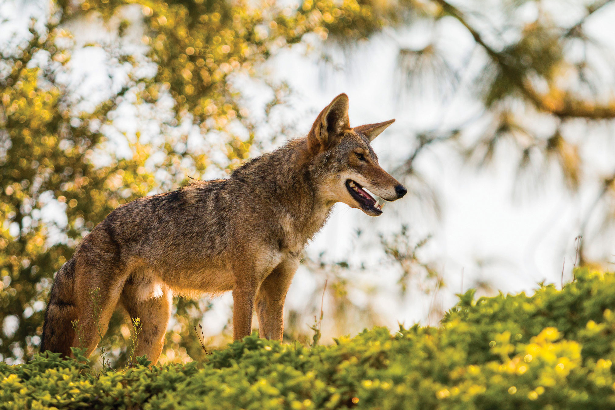 Meet the Animals - Safe Passage