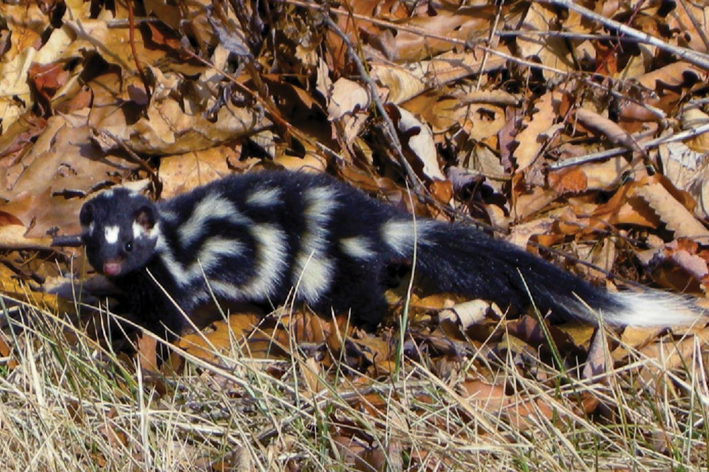 Meet the Animals - Safe Passage