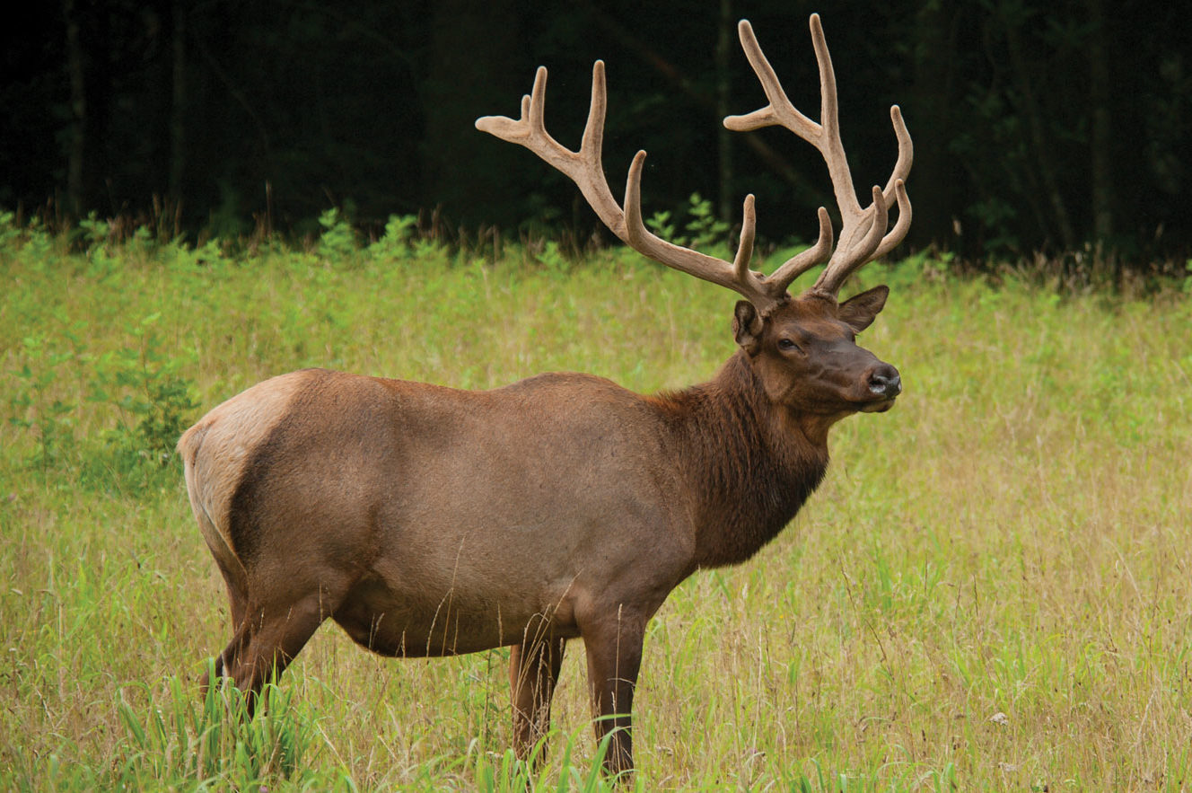 Meet the Animals - Safe Passage