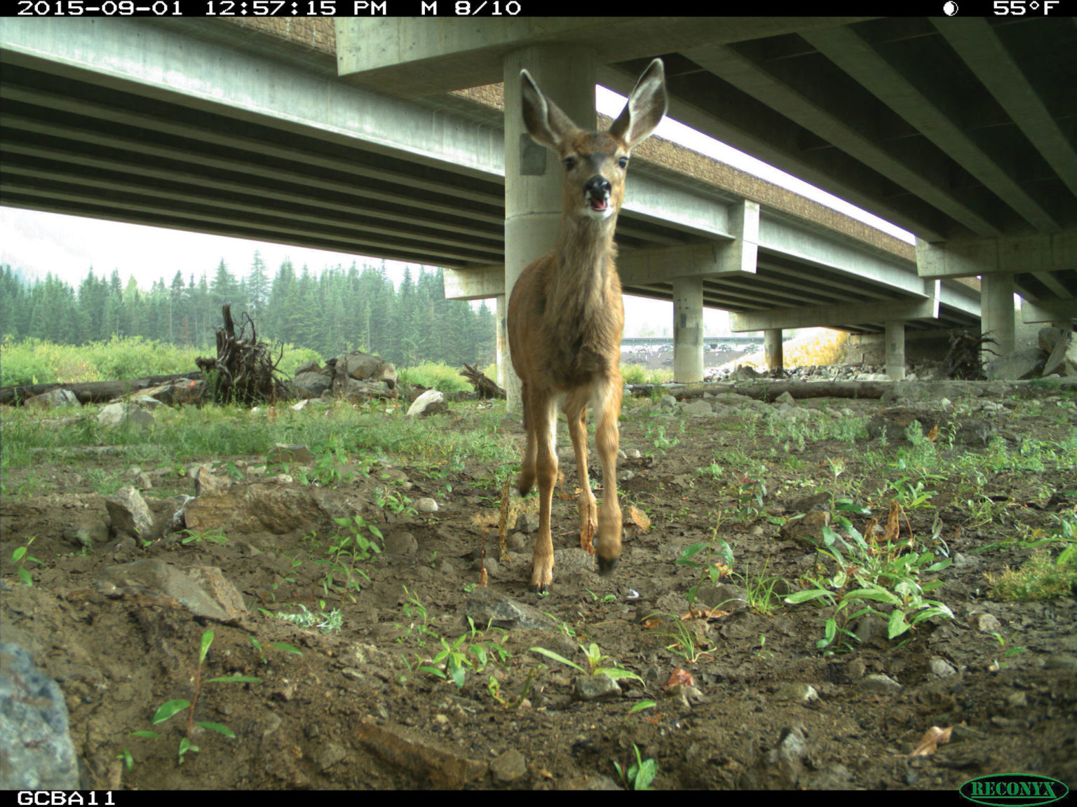 Wildlife Crossings - Safe Passage